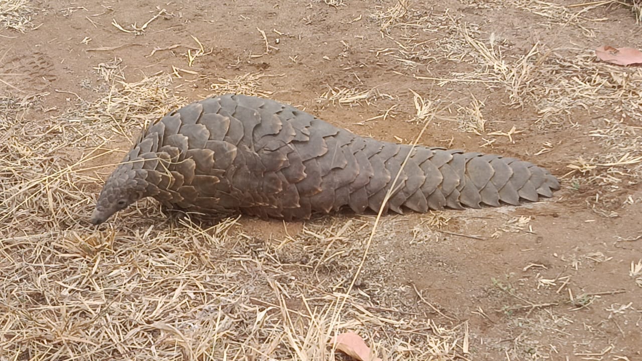 Understanding the Temminck’s Pangolin - Tanzania Research and ...